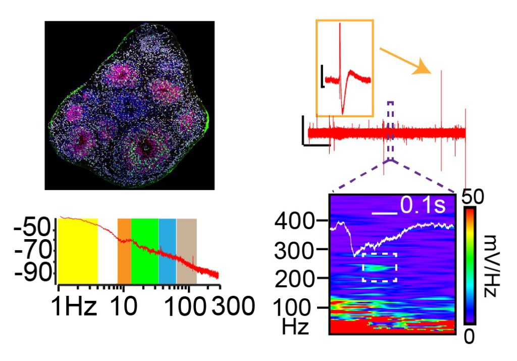 Research – Neural Circuit Development and Dynamics Lab
