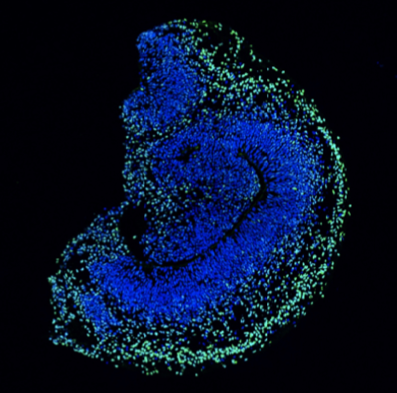 Research – Neural Circuit Development and Dynamics Lab
