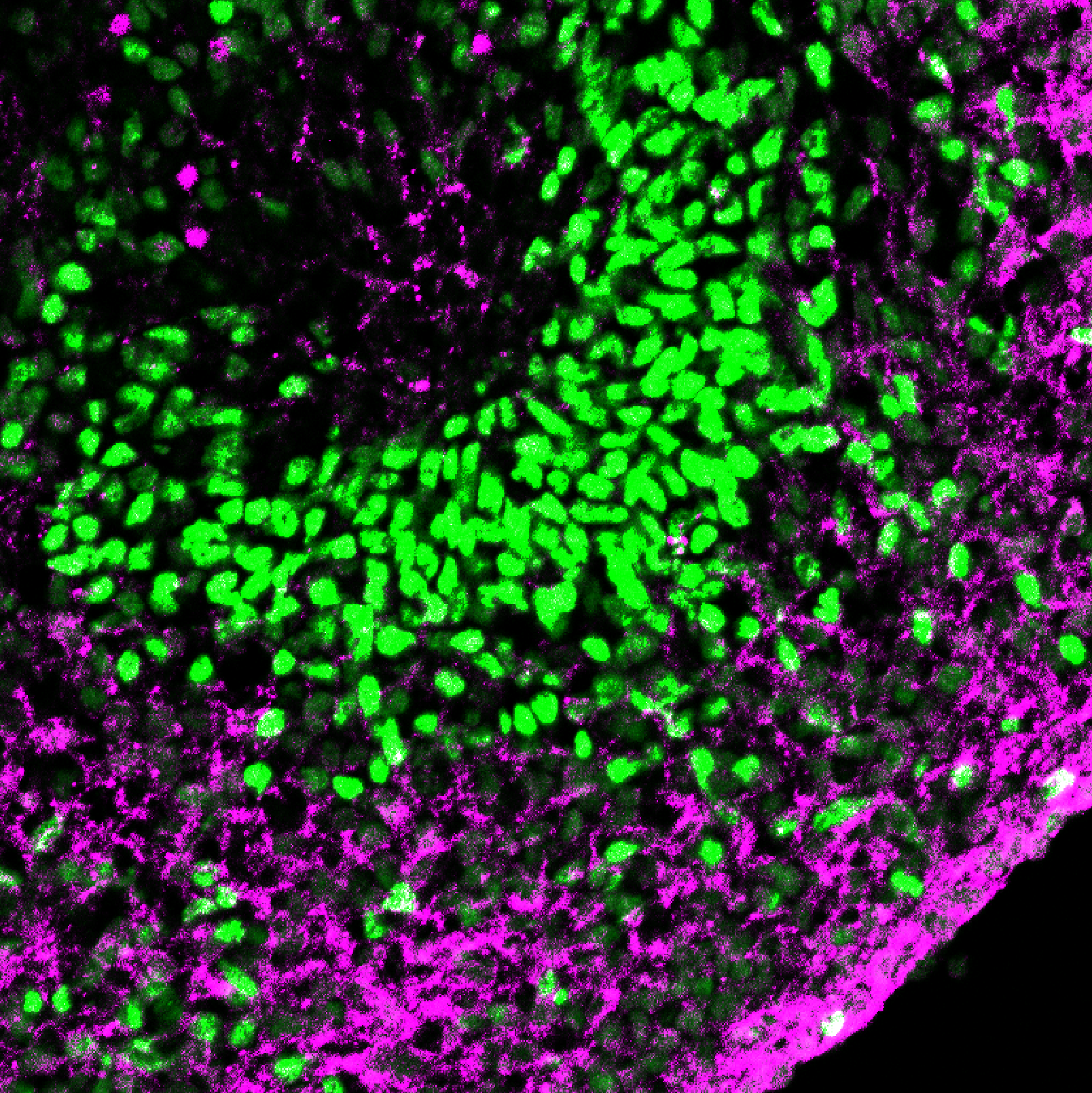 Research – Neural Circuit Development and Dynamics Lab